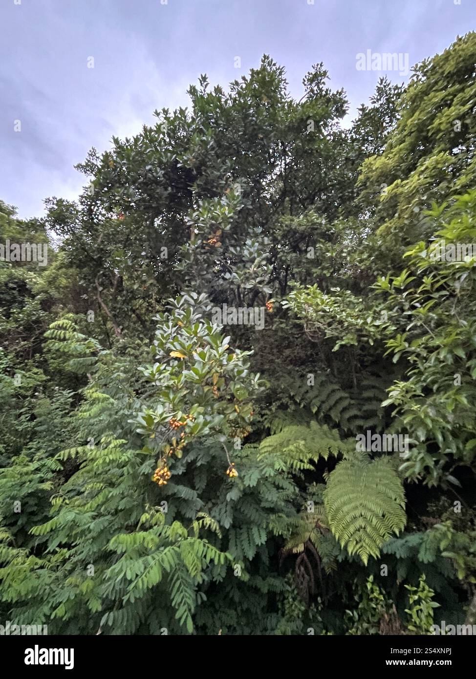 Karaka (Corynocarpus laevigatus Stock Photo - Alamy