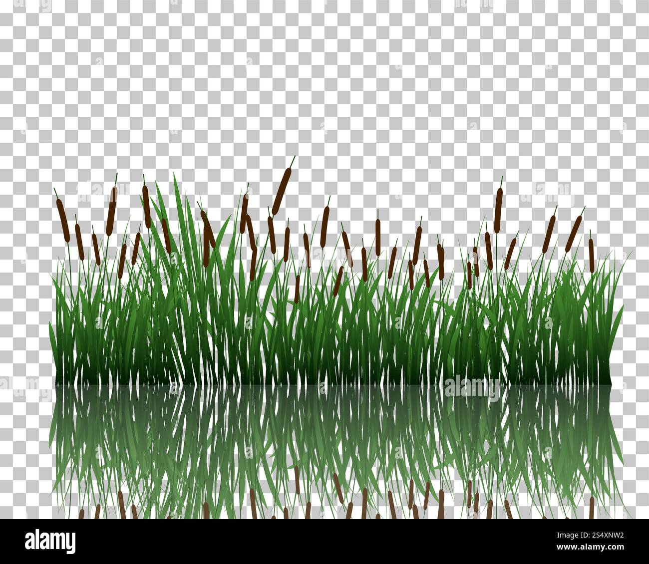 Vector grass silhouettes background with reflection in water. All ...