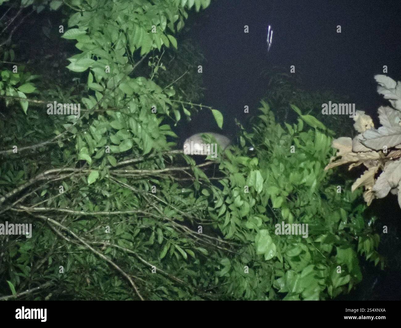 Daintree River Ring-tailed Possum (Pseudochirulus cinereus Stock Photo ...