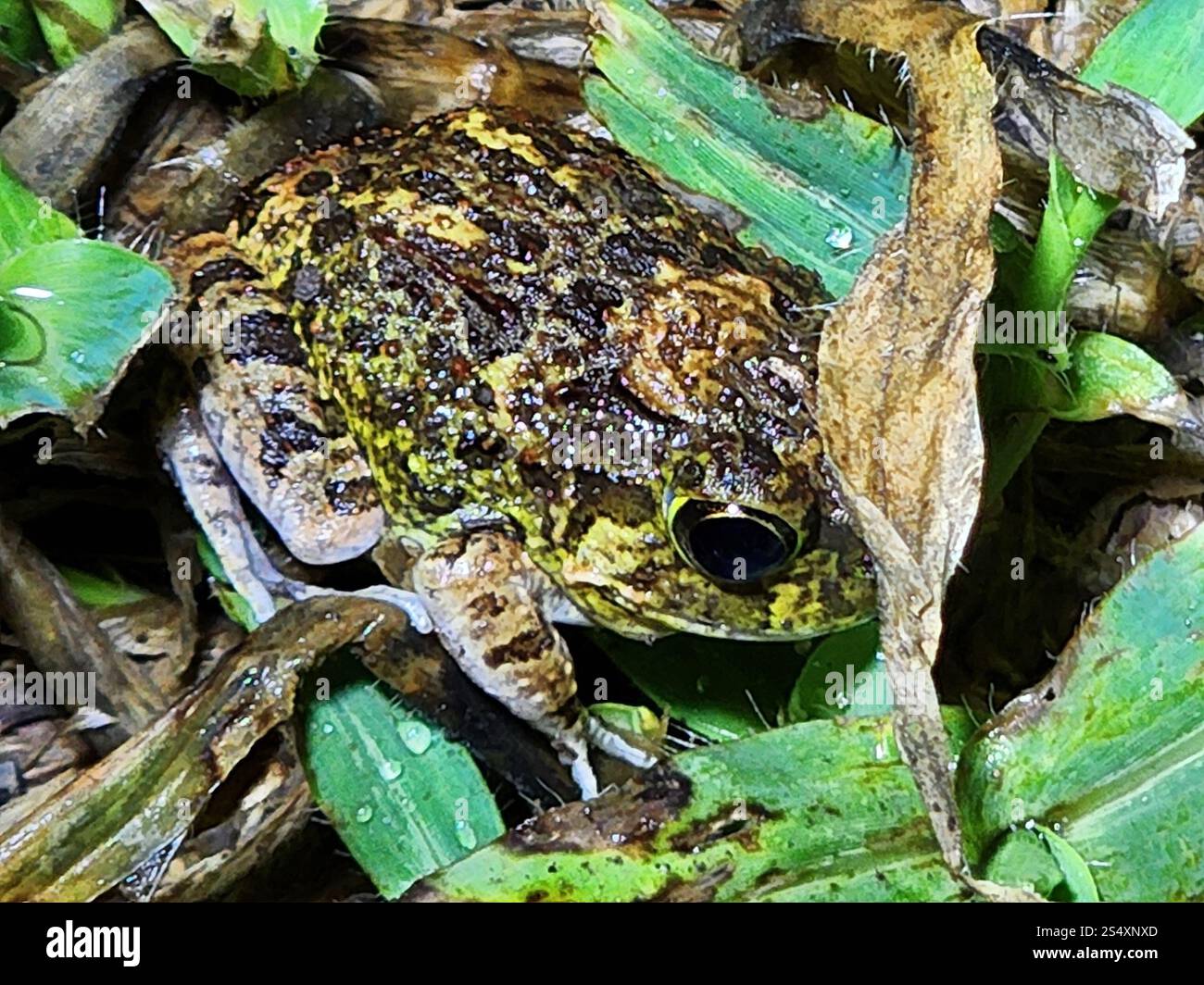 Ornate Burrowing Frog (Platyplectrum ornatum Stock Photo - Alamy