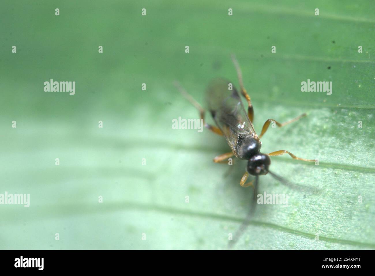 Ichneumonid and Braconid Wasps (Ichneumonoidea Stock Photo - Alamy
