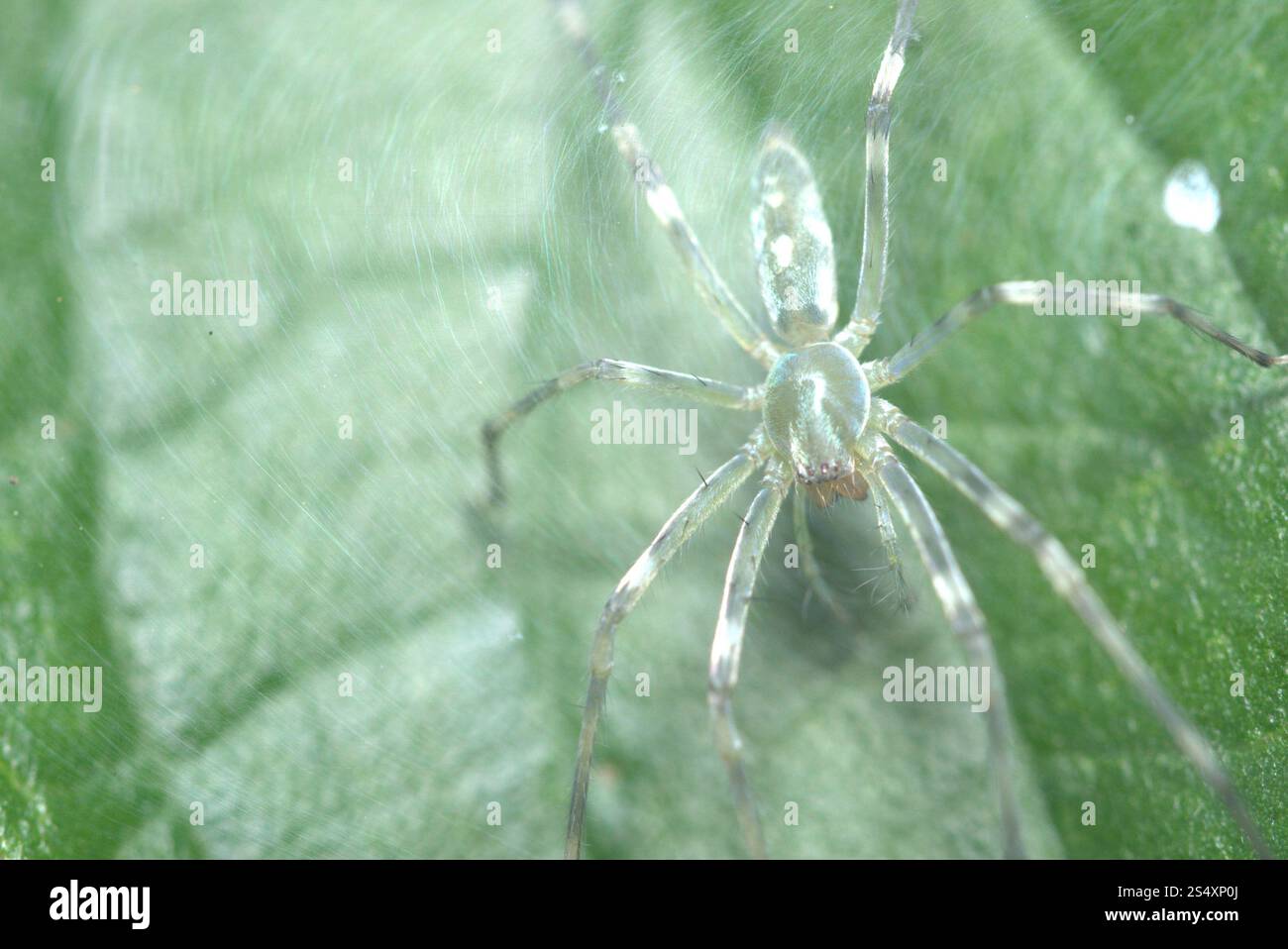Ghost Spiders (Anyphaenidae Stock Photo - Alamy