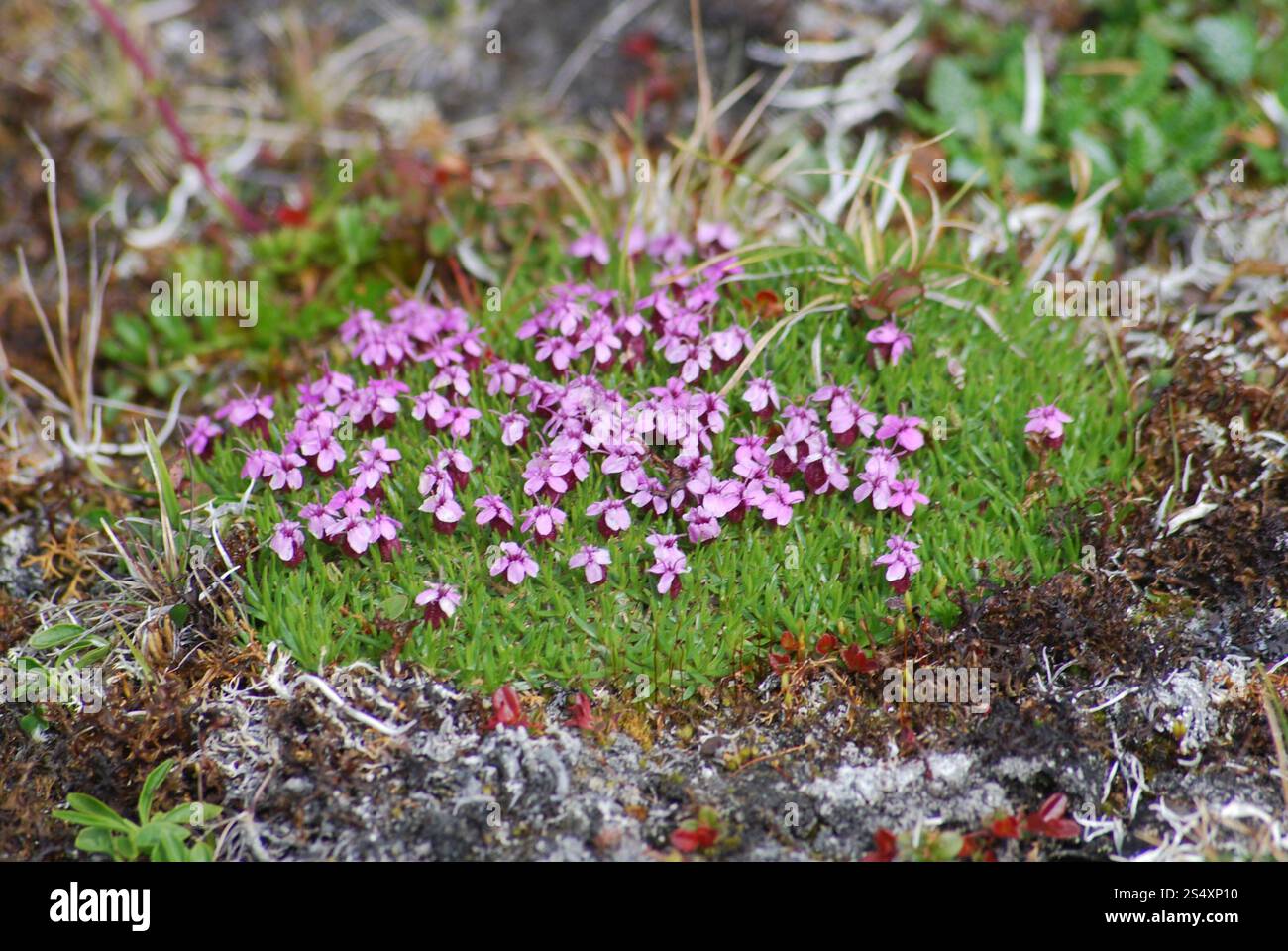 Moss Campion (Silene acaulis Stock Photo - Alamy