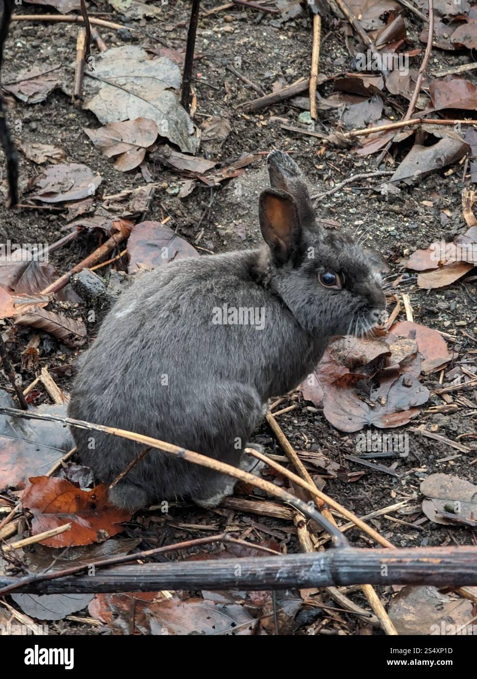Domestic Rabbit (Oryctolagus cuniculus domesticus Stock Photo - Alamy