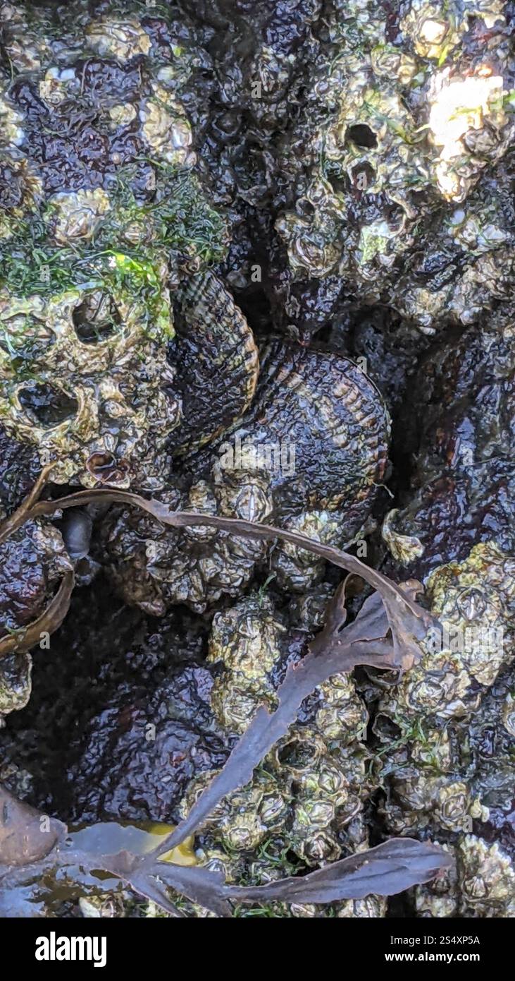 Atlantic Ribbed Mussel (Geukensia demissa Stock Photo - Alamy
