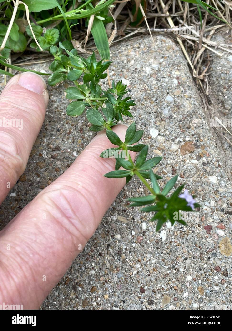 Field madder (Sherardia arvensis Stock Photo - Alamy
