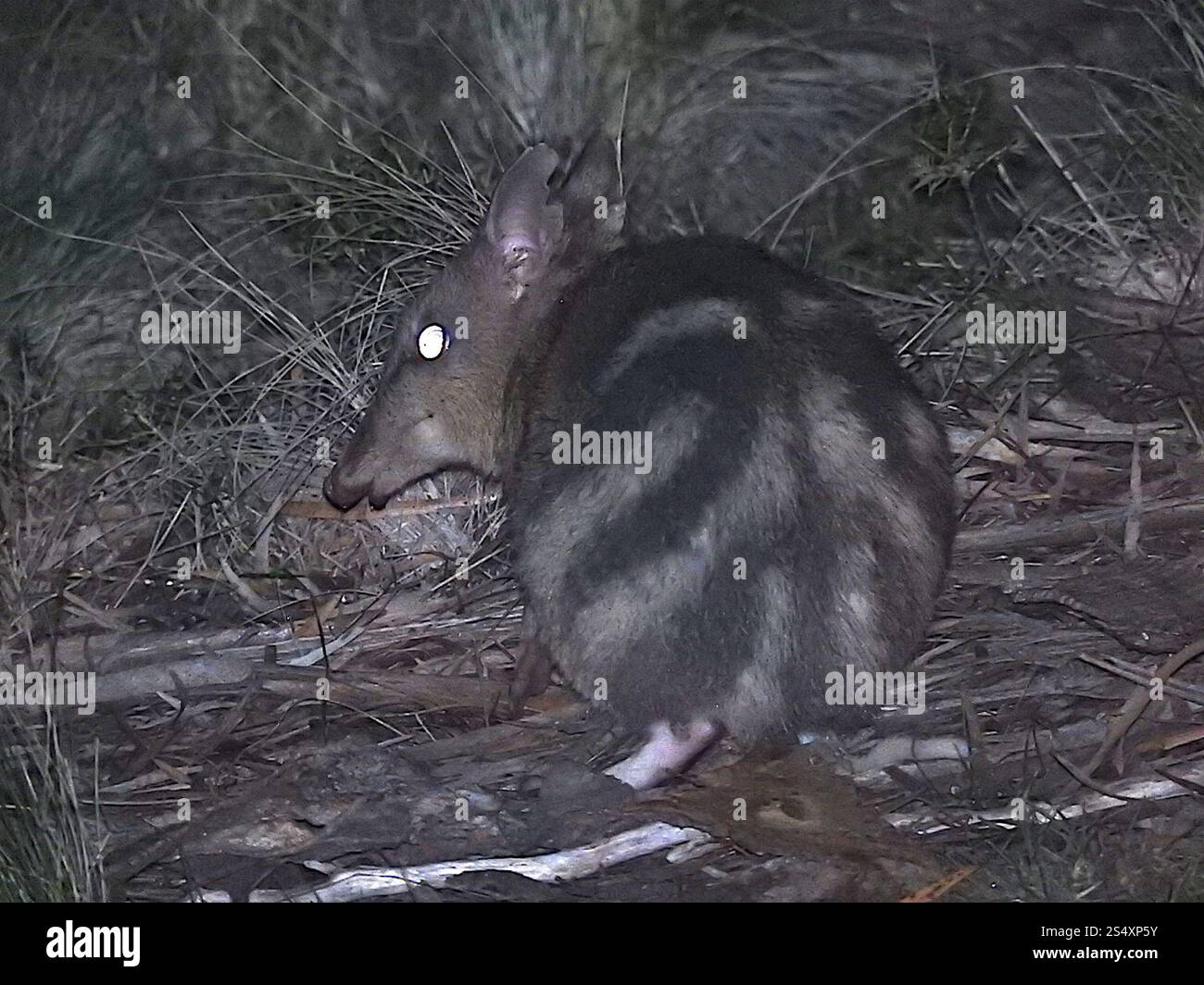 Eastern Barred Bandicoot (Perameles gunnii Stock Photo - Alamy