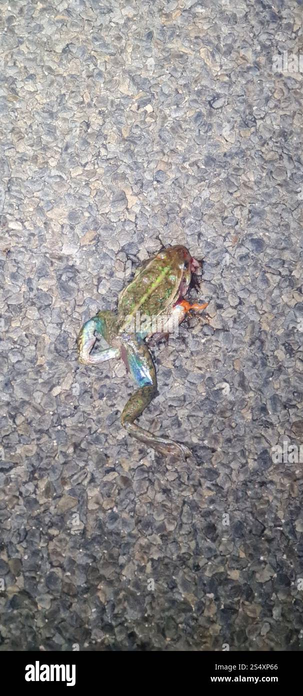 Southern Bell Frog (Ranoidea raniformis Stock Photo - Alamy