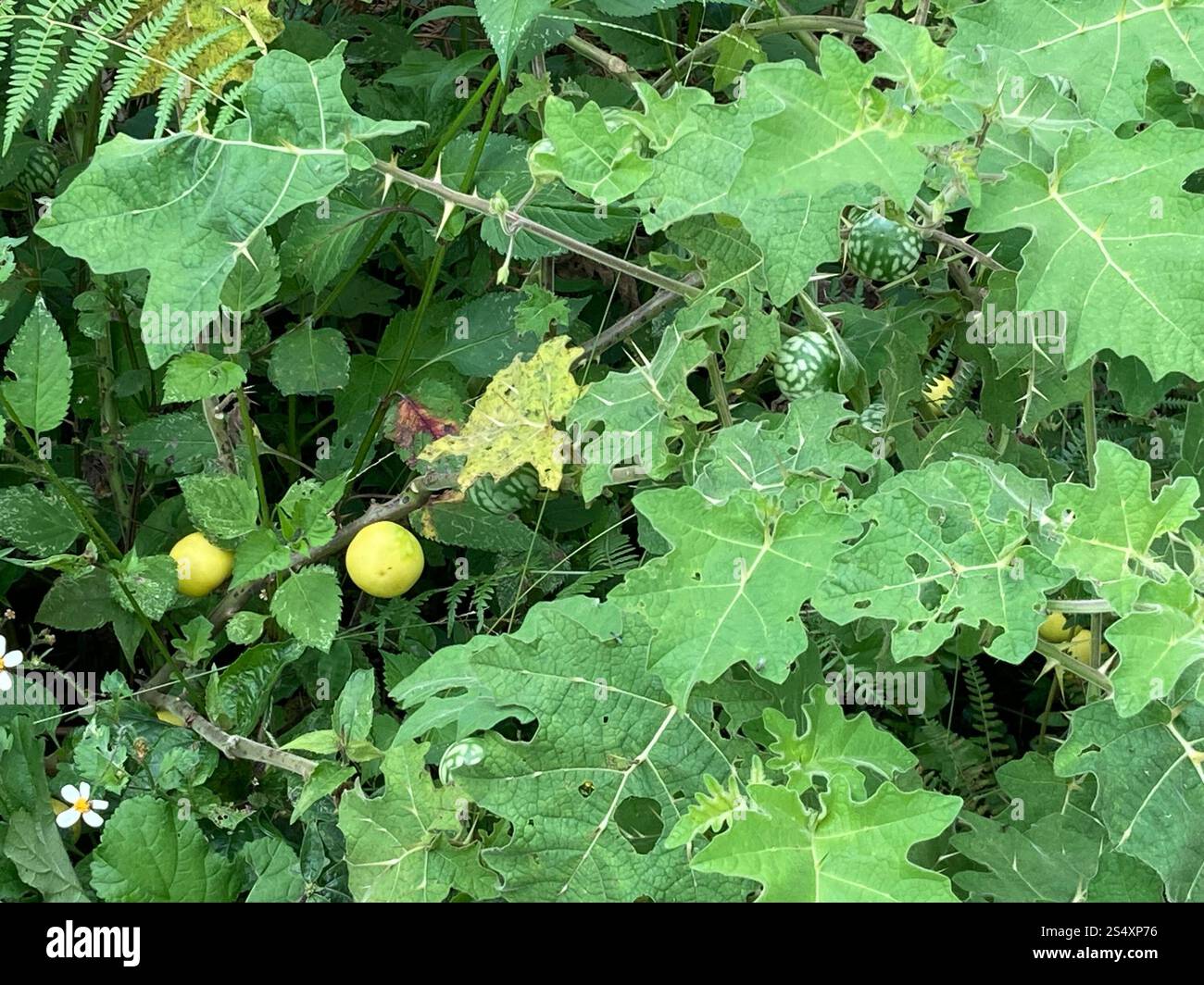 tropical soda-apple (Solanum viarum Stock Photo - Alamy