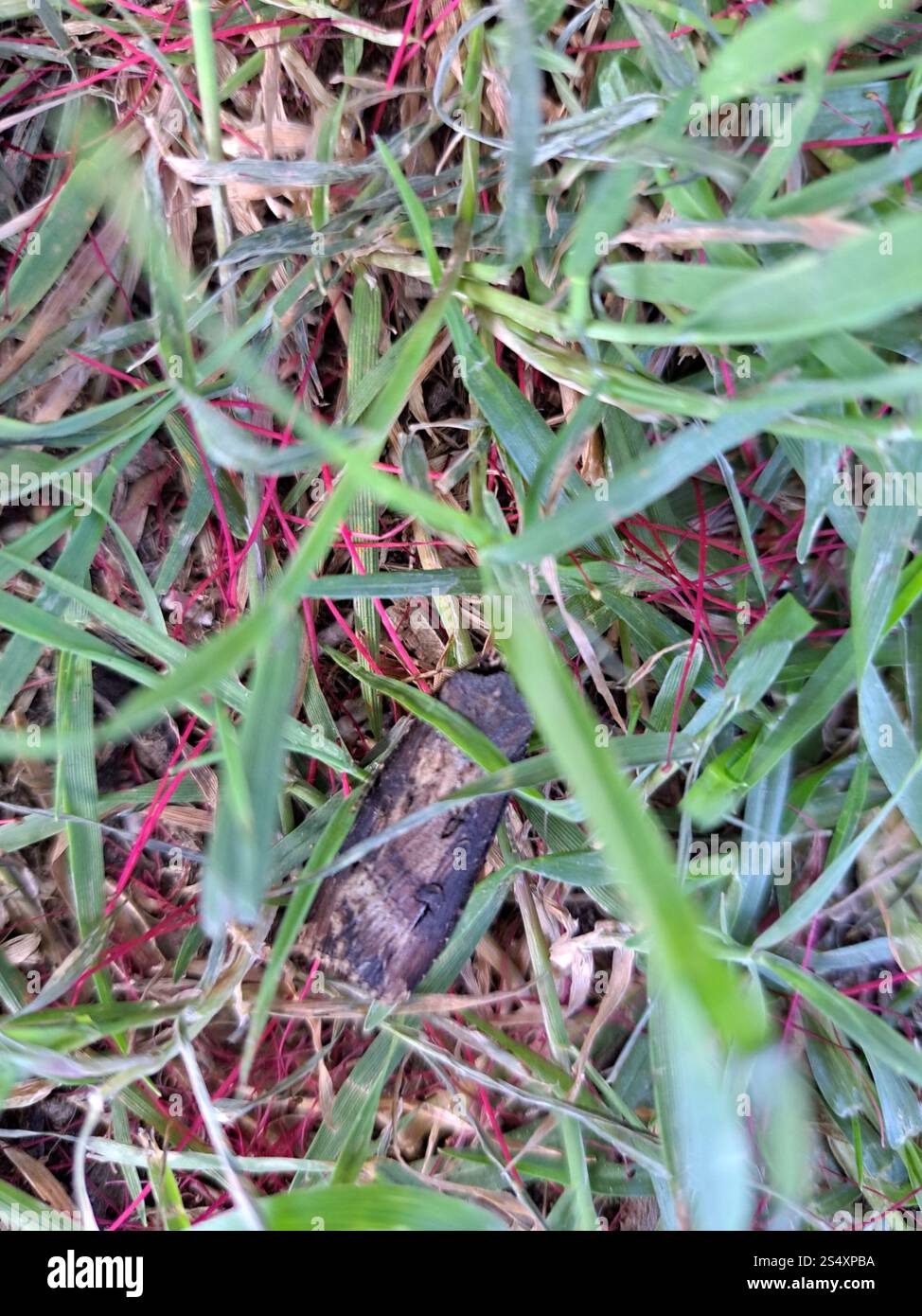 Ipsilon Dart Moth (Agrotis ipsilon Stock Photo - Alamy