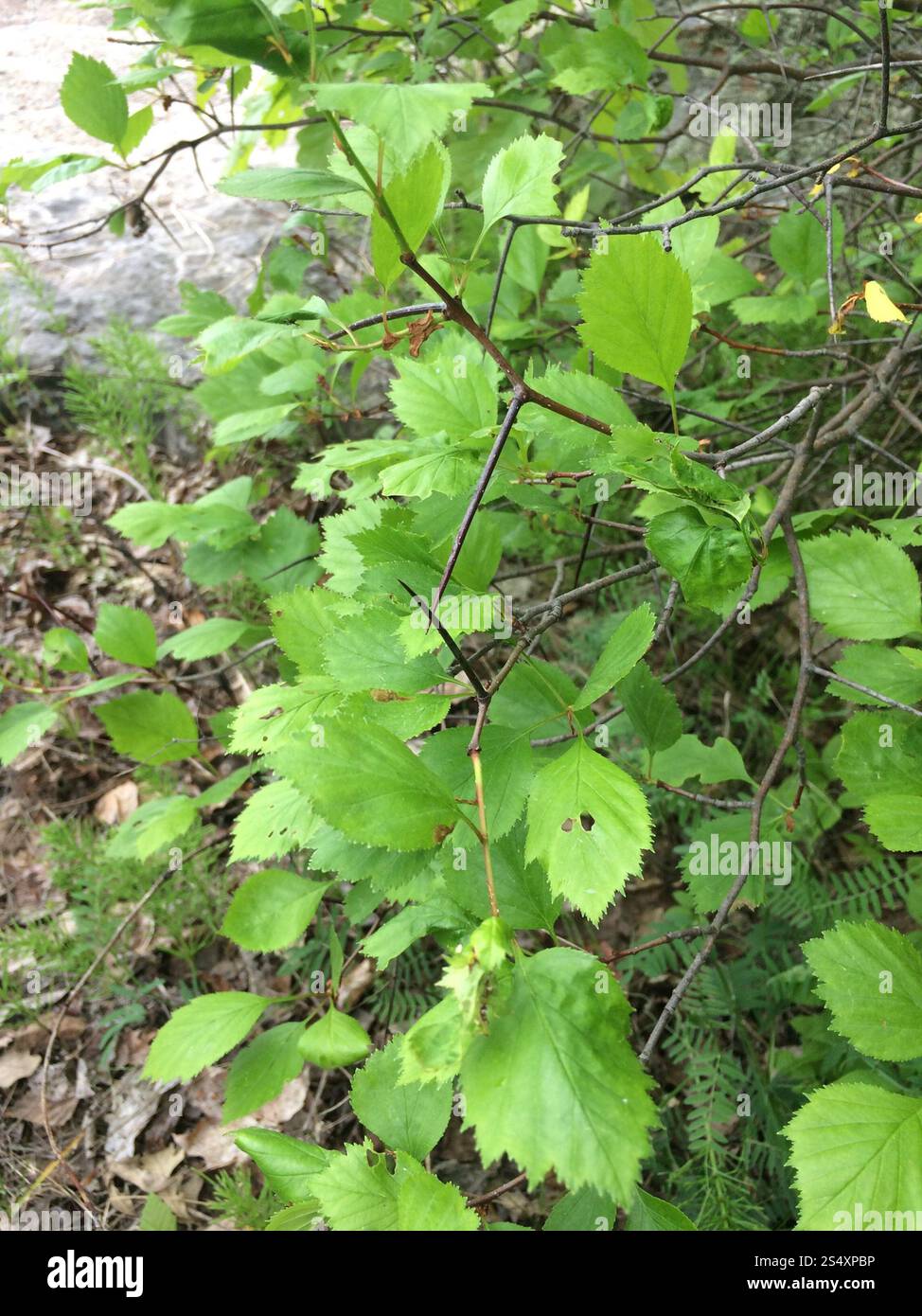 Glabrous-fruit Fireberry Hawthorn (Crataegus chrysocarpa phoeniceoides ...