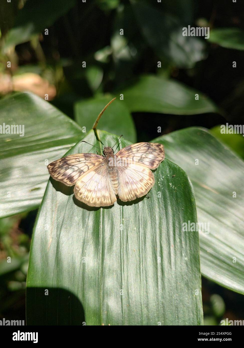 Common Mylon (Mylon maimon Stock Photo - Alamy