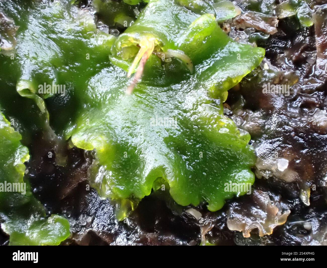 greasewort (Aneura pinguis Stock Photo - Alamy