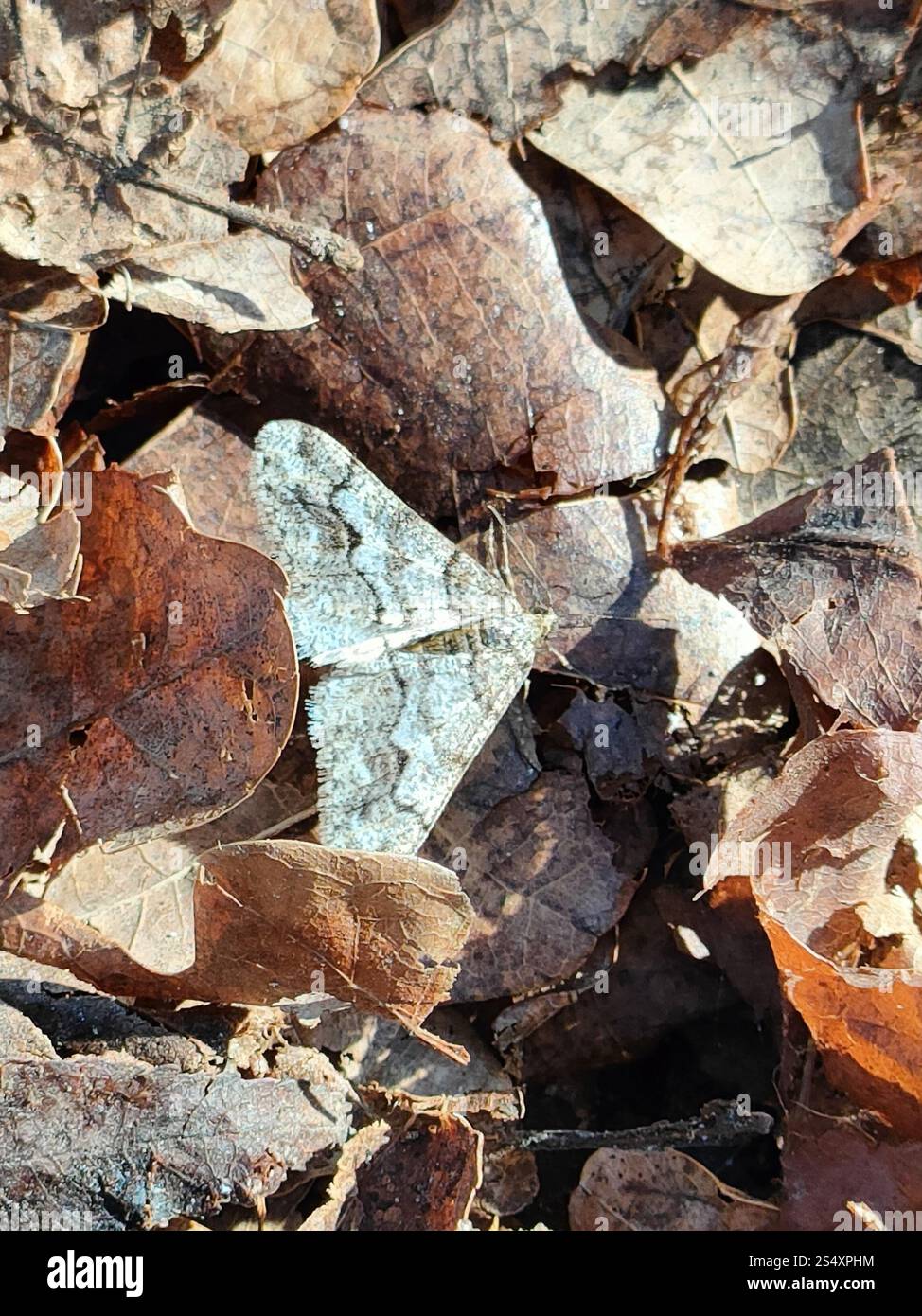 Spring Usher Moth (Agriopis leucophaearia Stock Photo - Alamy