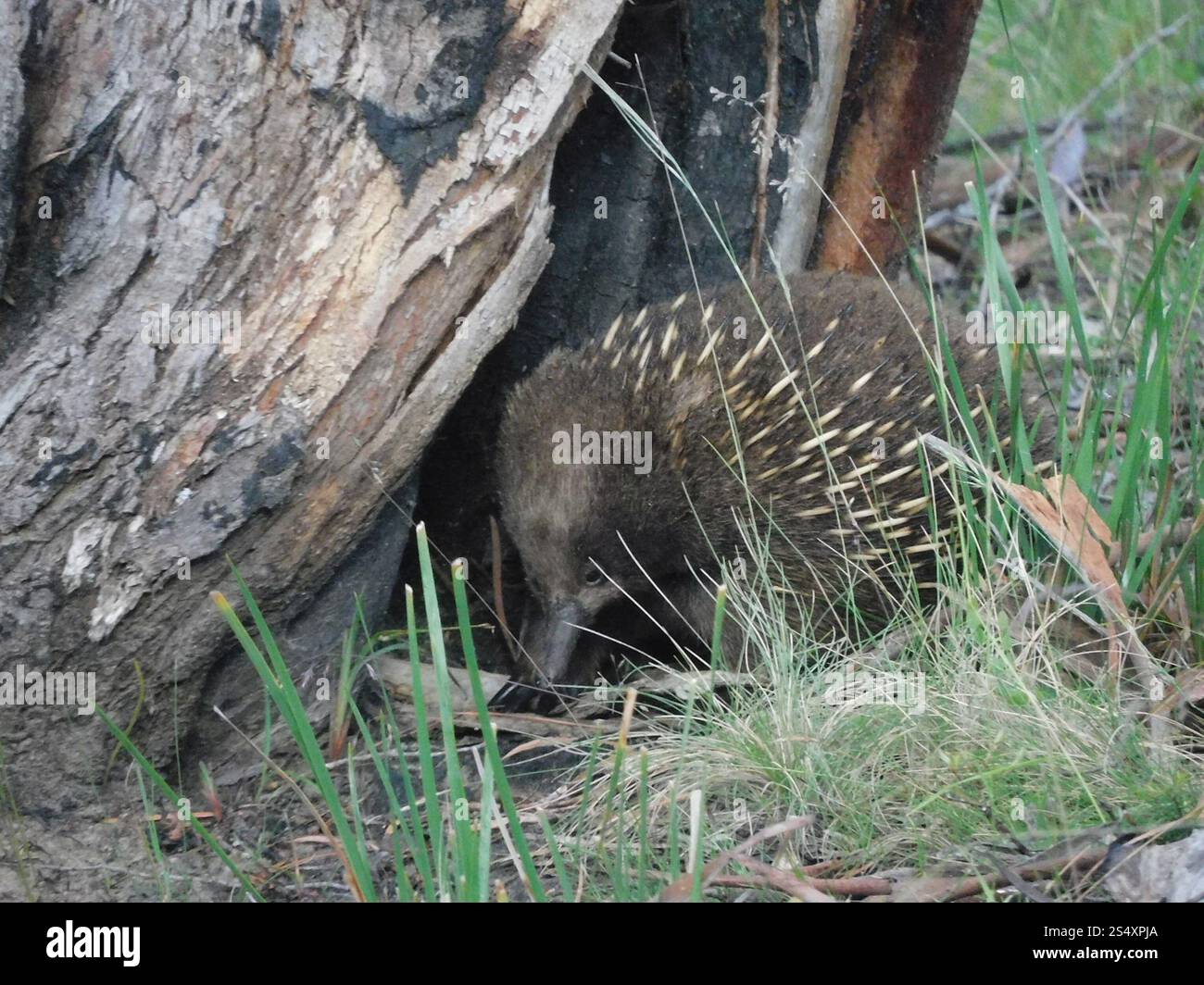 Tasmanian Echidna (Tachyglossus aculeatus setosus Stock Photo - Alamy