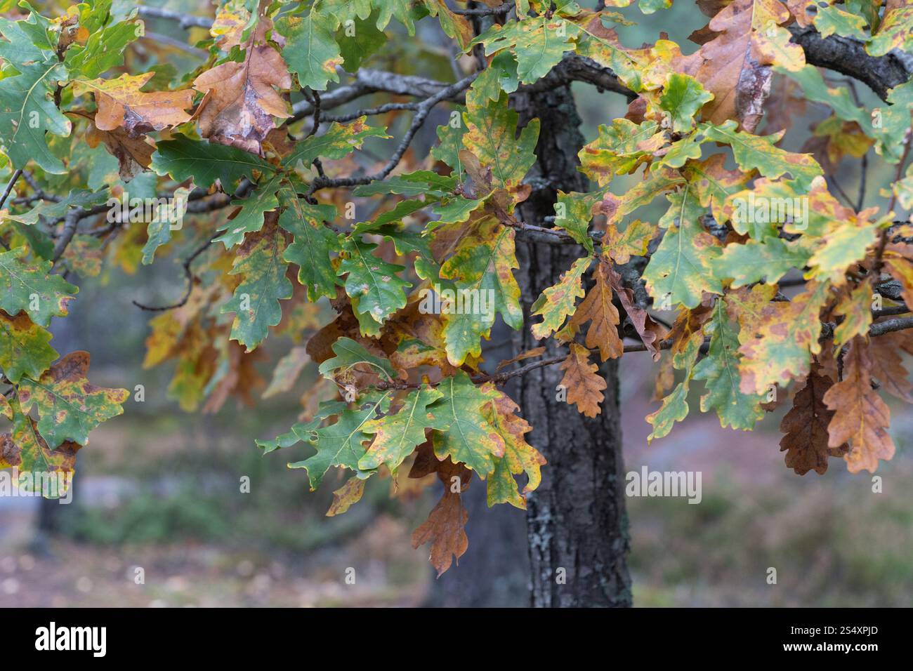 English oak (Quercus robur Stock Photo - Alamy