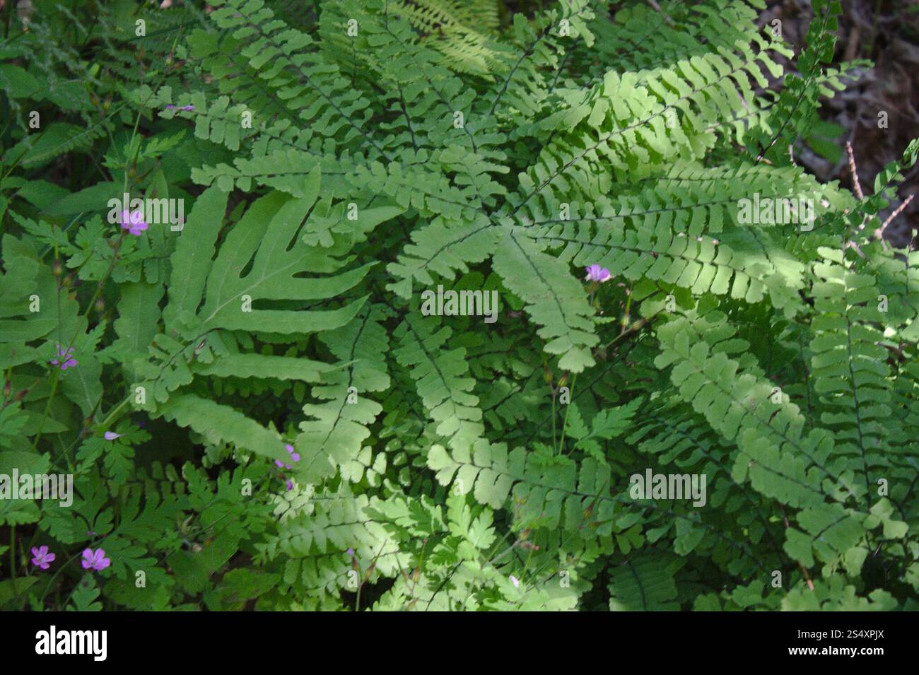 northern maidenhair fern (Adiantum pedatum Stock Photo - Alamy