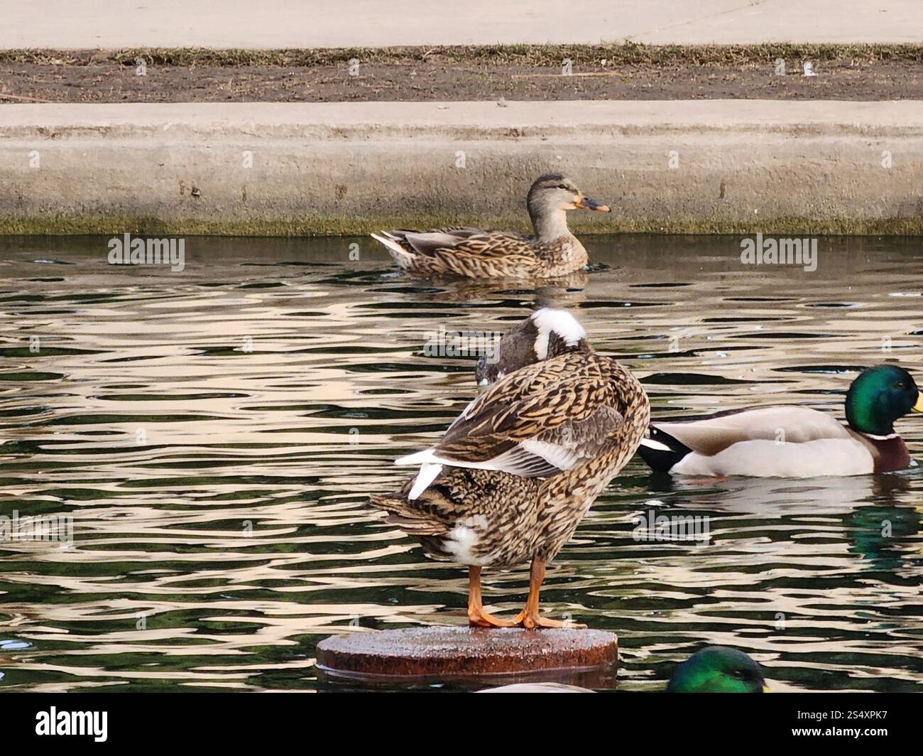 Domestic Mallard (Anas platyrhynchos domesticus Stock Photo - Alamy