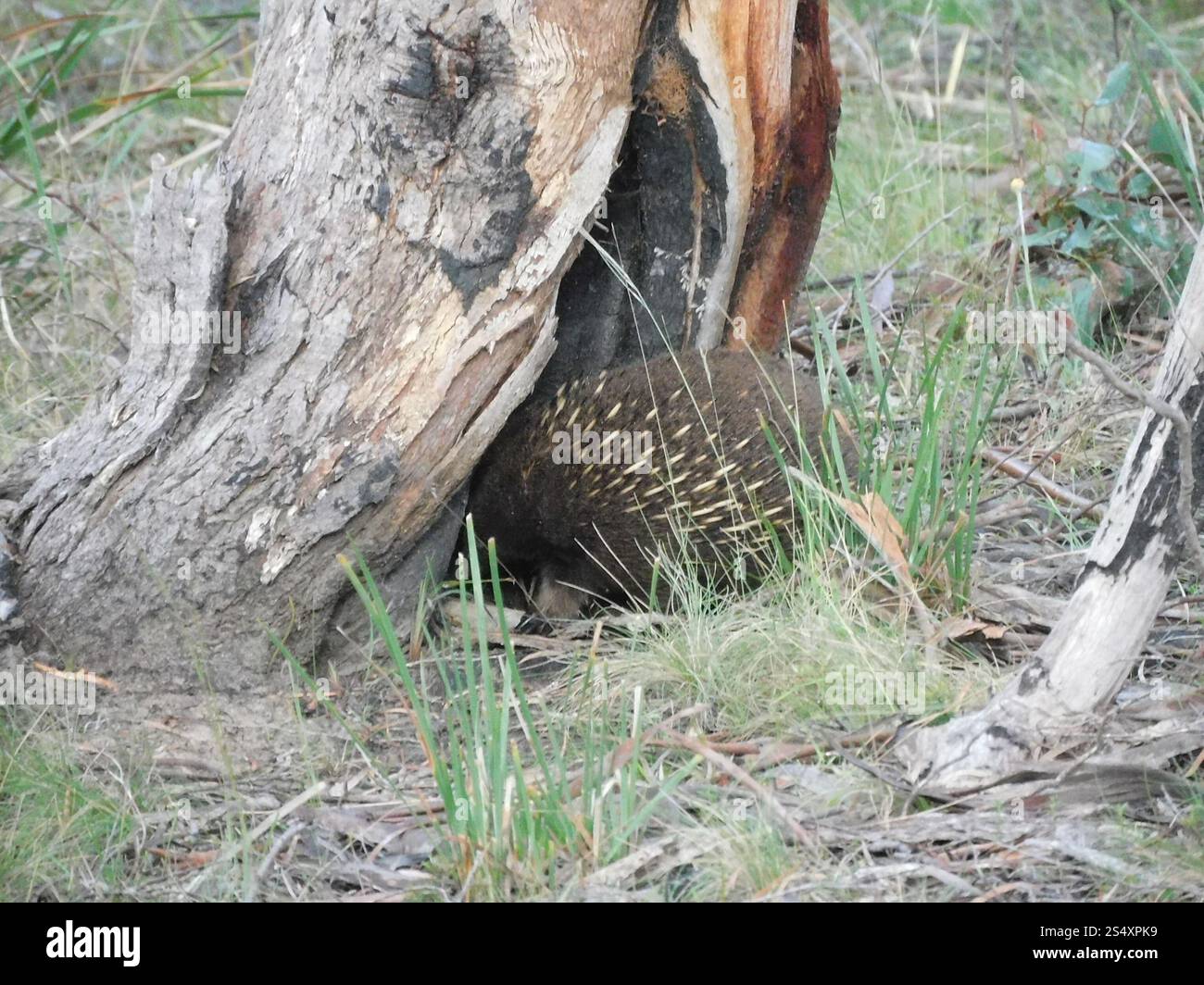 Tasmanian Echidna (Tachyglossus aculeatus setosus Stock Photo - Alamy