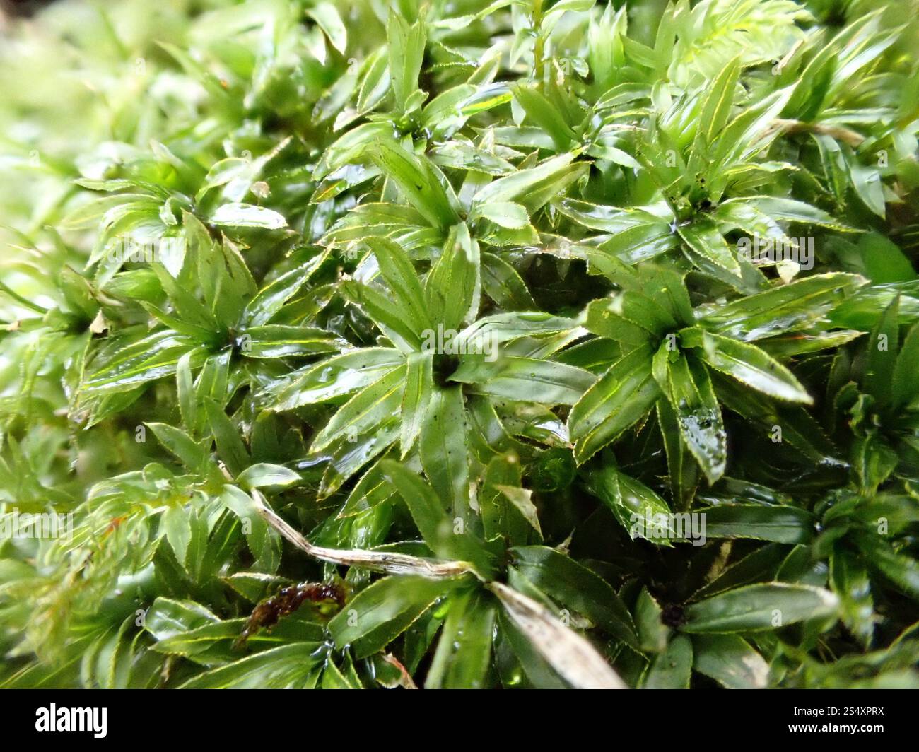 Horn Calcareous Moss (Mnium hornum Stock Photo - Alamy
