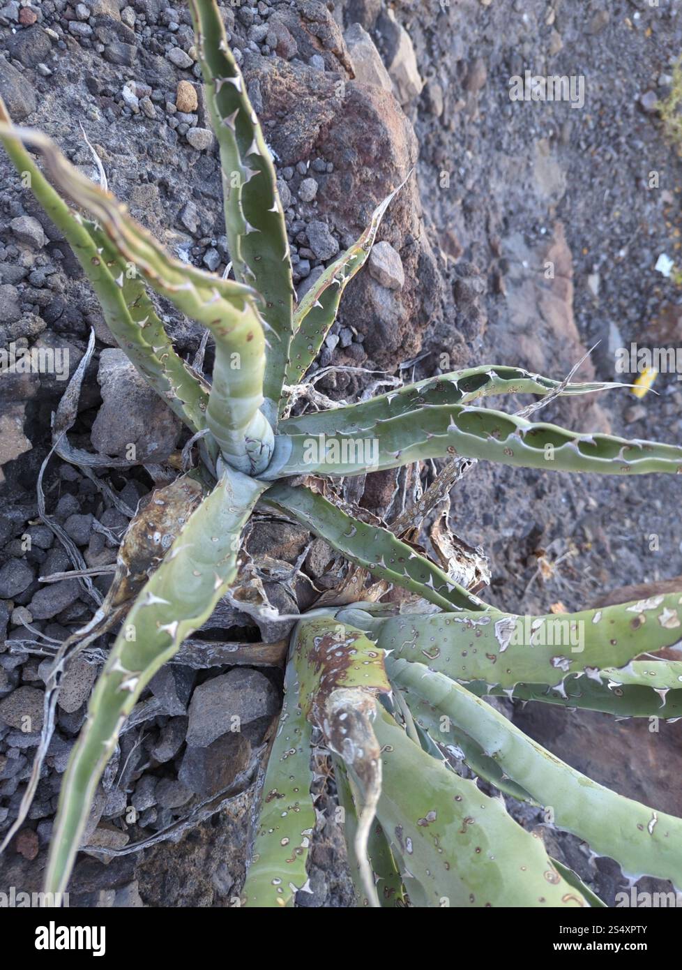 (Agave sobria roseana Stock Photo - Alamy