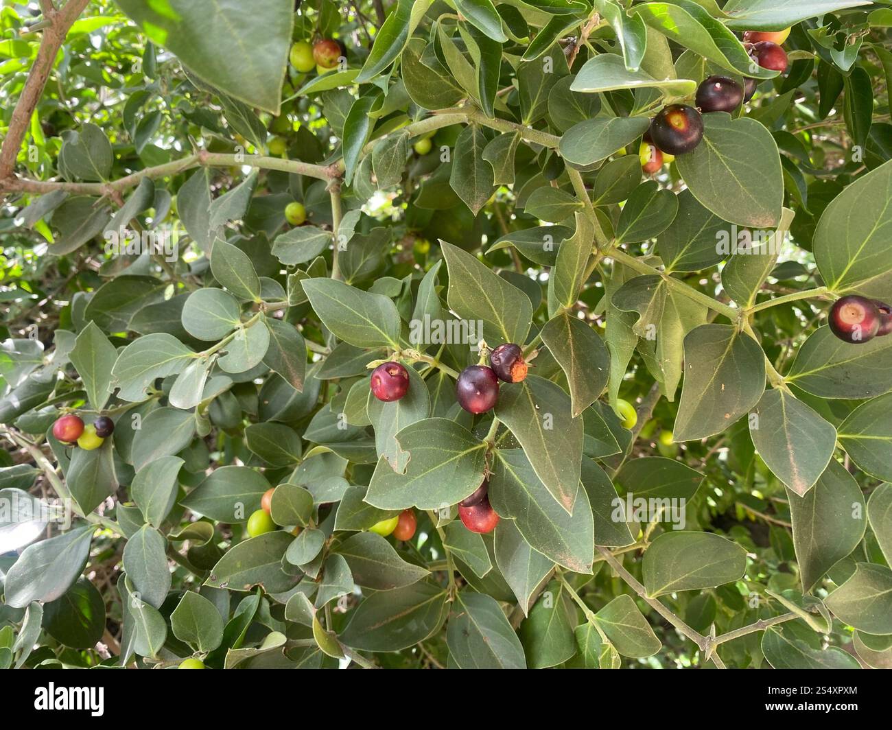 Bush Plum (Carissa spinarum Stock Photo - Alamy