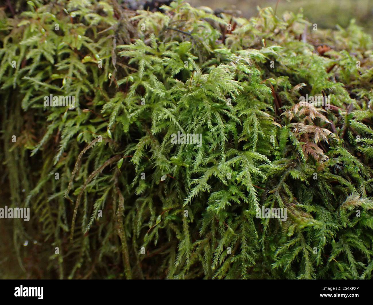 Cat's Tail Moss (Pseudisothecium stoloniferum Stock Photo - Alamy