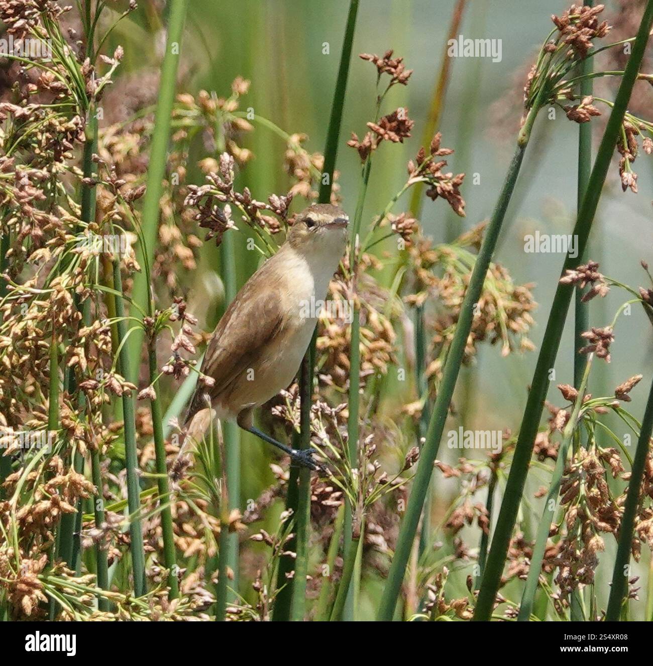 Australian Reed Warbler (Acrocephalus australis Stock Photo - Alamy