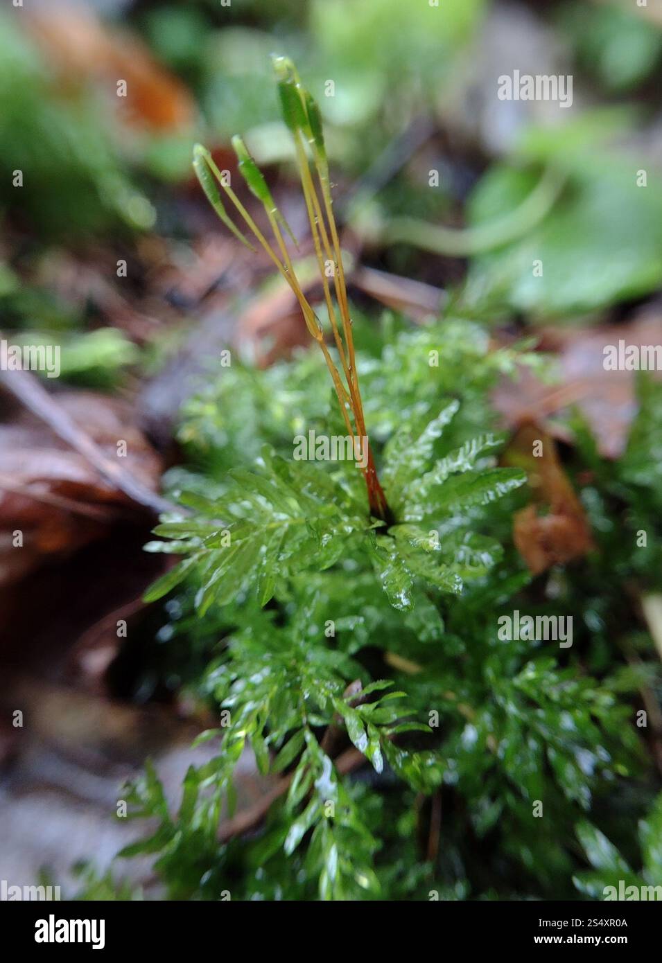 Palm-tree Moss (Plagiomnium undulatum Stock Photo - Alamy