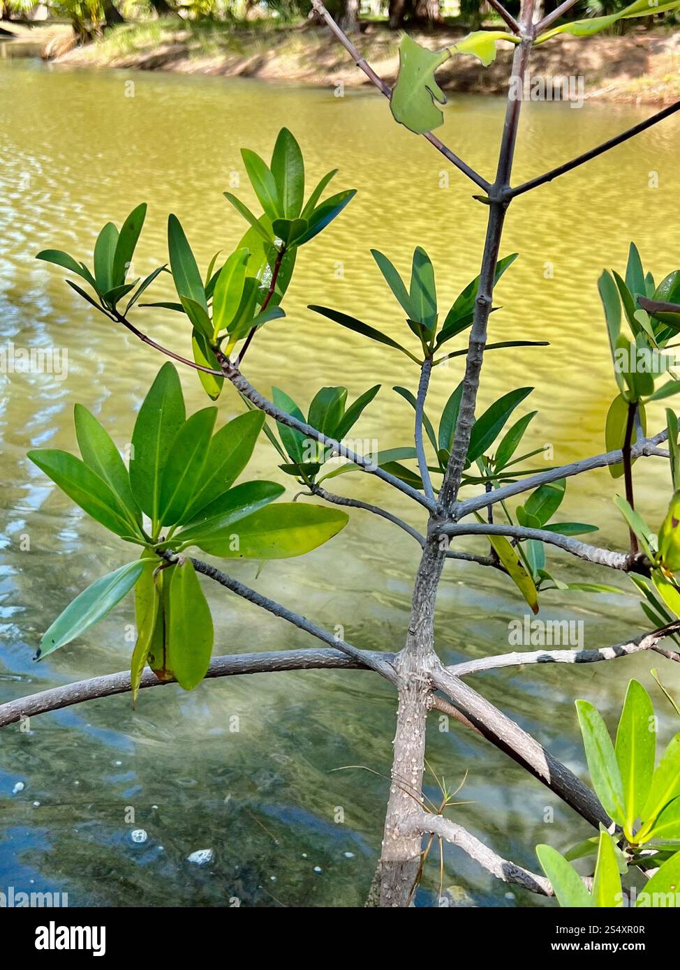 red mangrove (Rhizophora mangle Stock Photo - Alamy