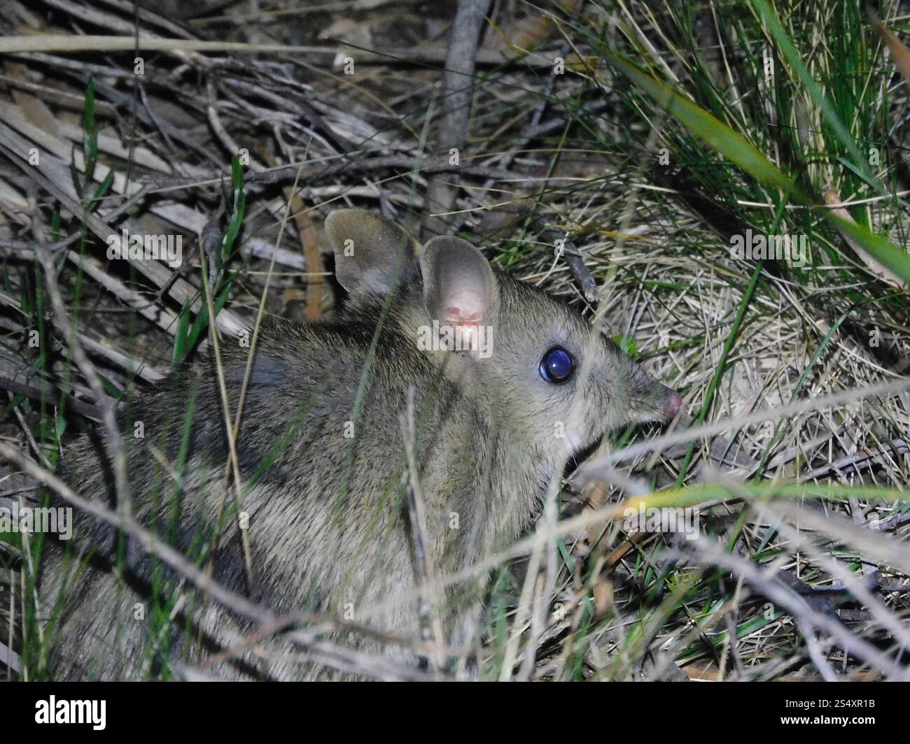 Eastern Barred Bandicoot (Perameles gunnii Stock Photo - Alamy