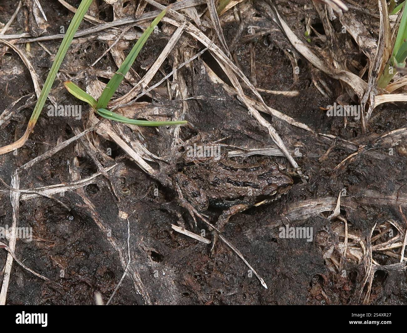 Australian Ground Frogs (Myobatrachidae Stock Photo - Alamy