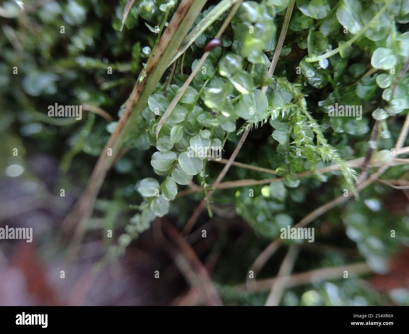 Many-fruited Thyme-moss (Plagiomnium affine Stock Photo - Alamy