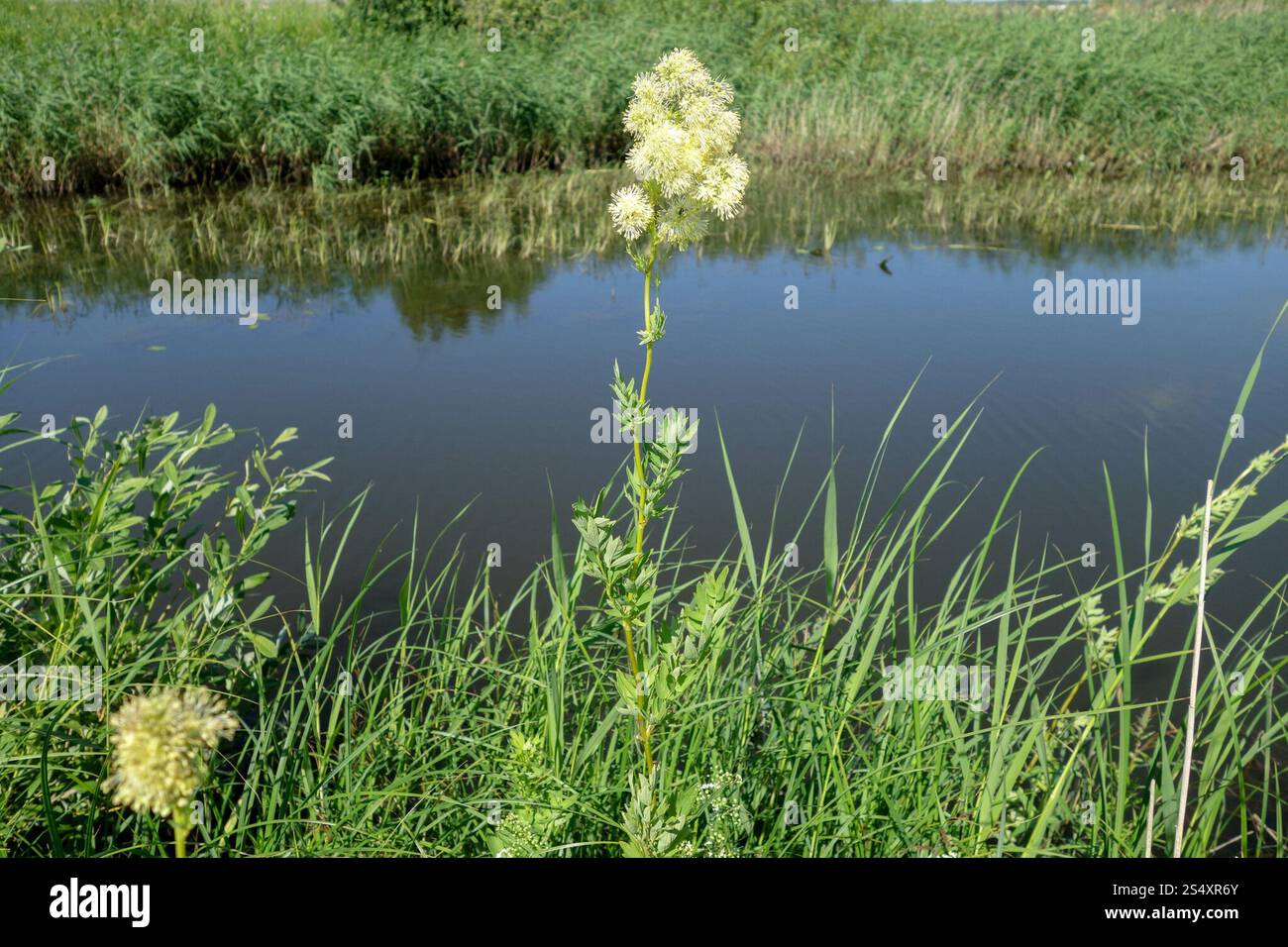 Common Meadow-rue (Thalictrum flavum Stock Photo - Alamy