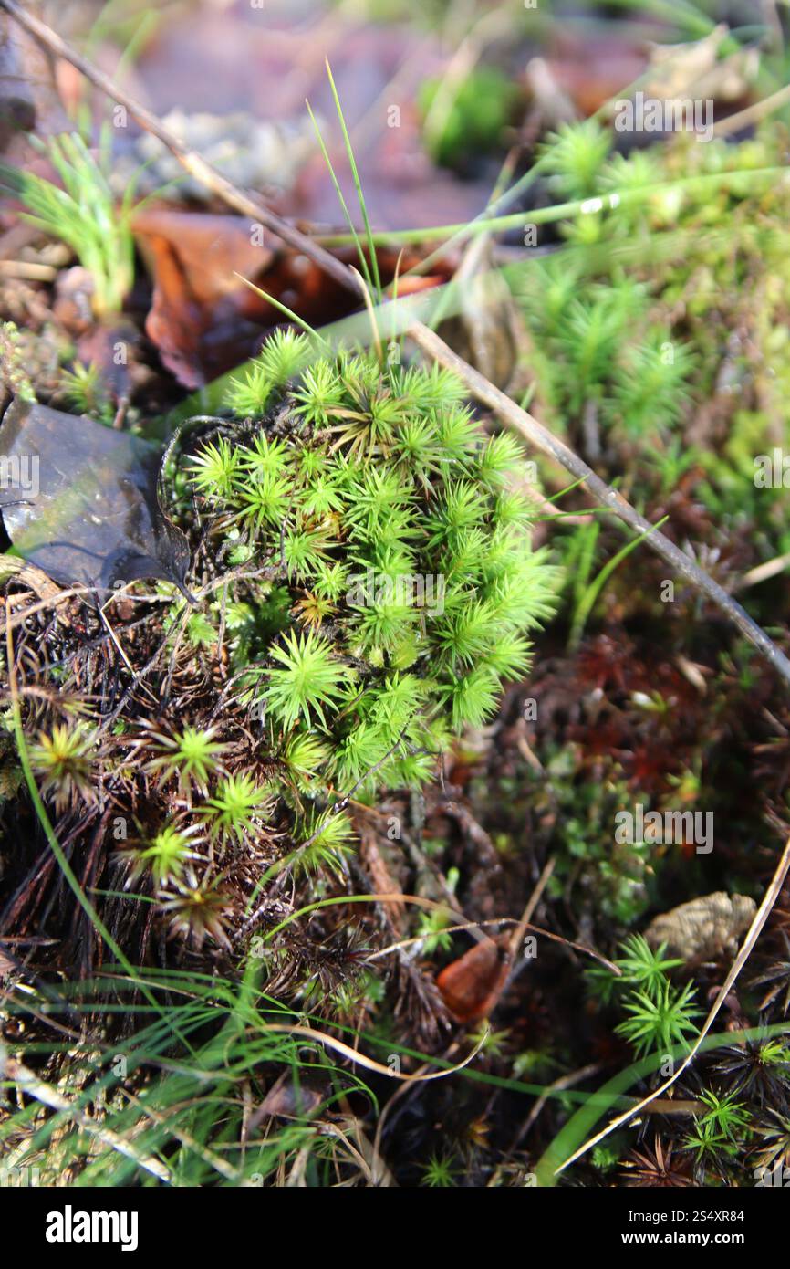 Bog Haircap Moss (Polytrichum strictum Stock Photo - Alamy