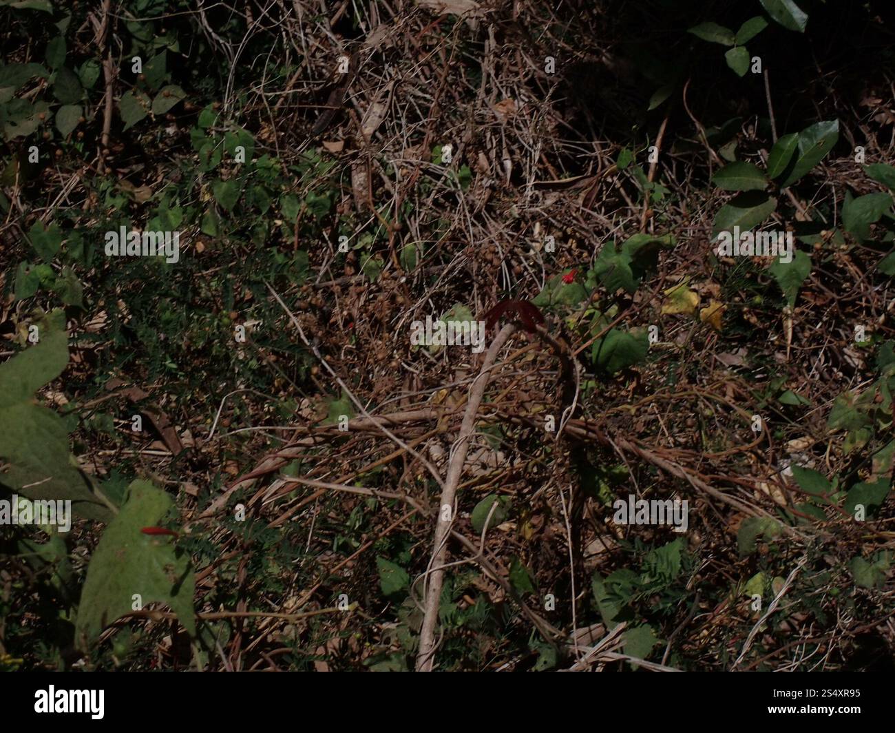 Painted Grasshawk (Neurothemis stigmatizans Stock Photo - Alamy