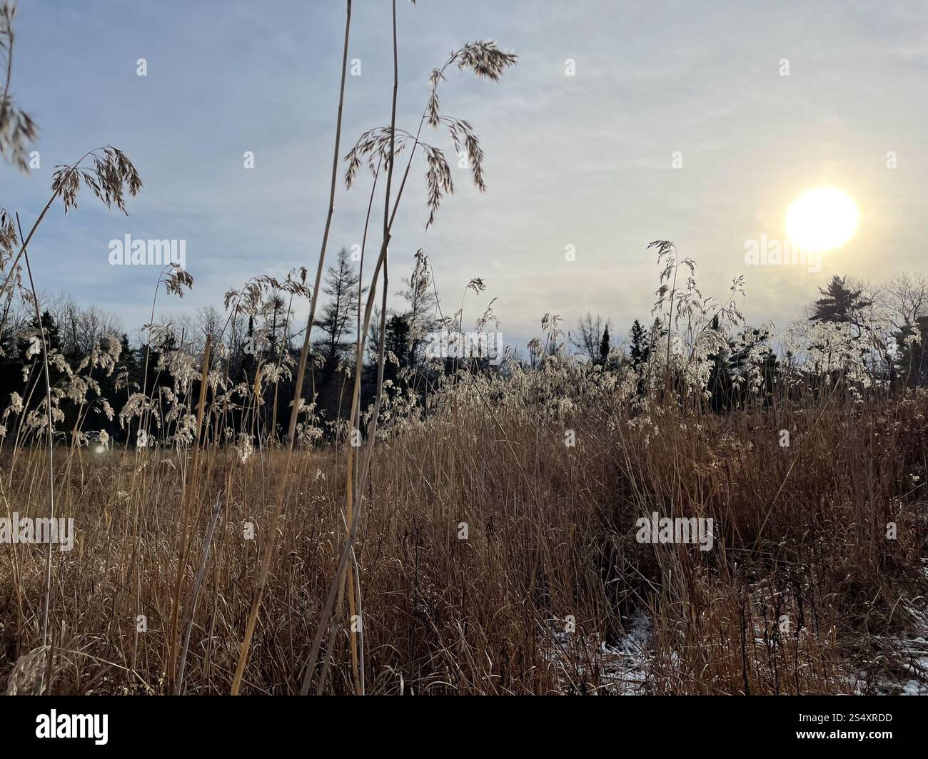American common reed (Phragmites australis americanus Stock Photo - Alamy