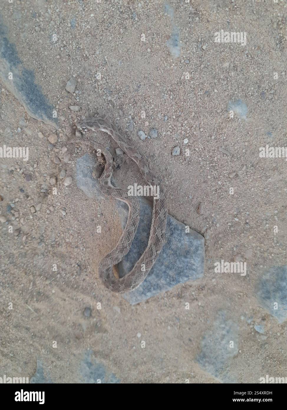 Indian saw-scaled viper (Echis carinatus carinatus Stock Photo - Alamy