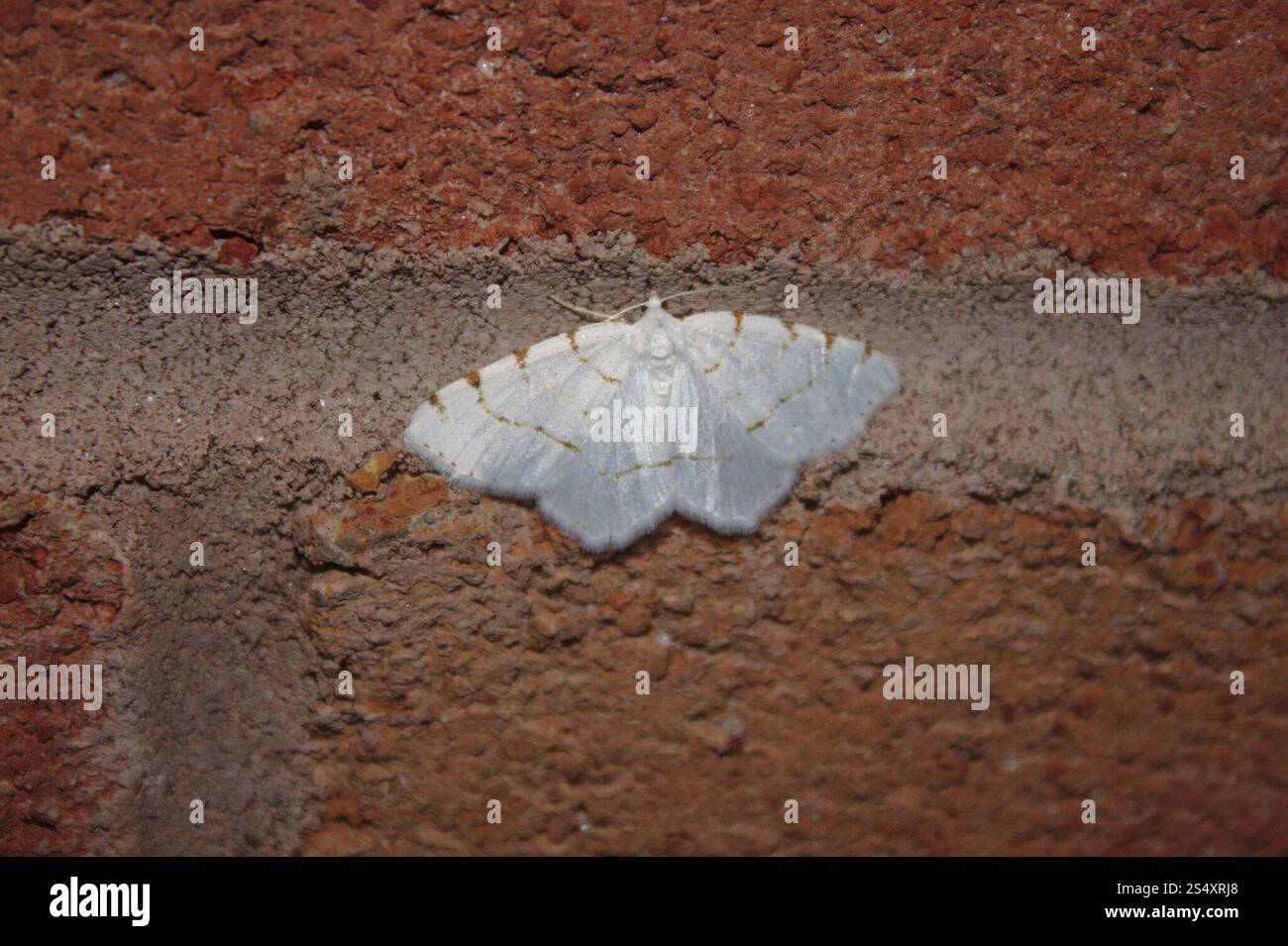 Lesser Maple Spanworm Moth (Macaria pustularia Stock Photo - Alamy
