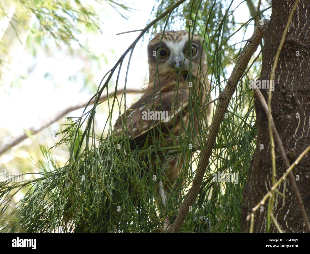 Australian Boobook (Ninox boobook Stock Photo - Alamy