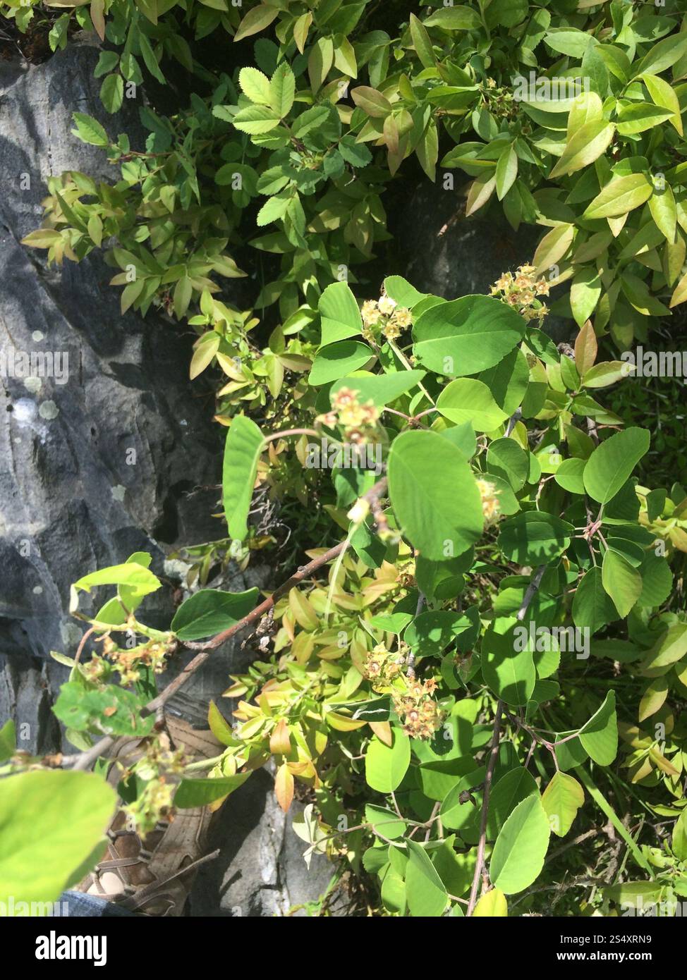 Low Serviceberry (Amelanchier humilis Stock Photo - Alamy