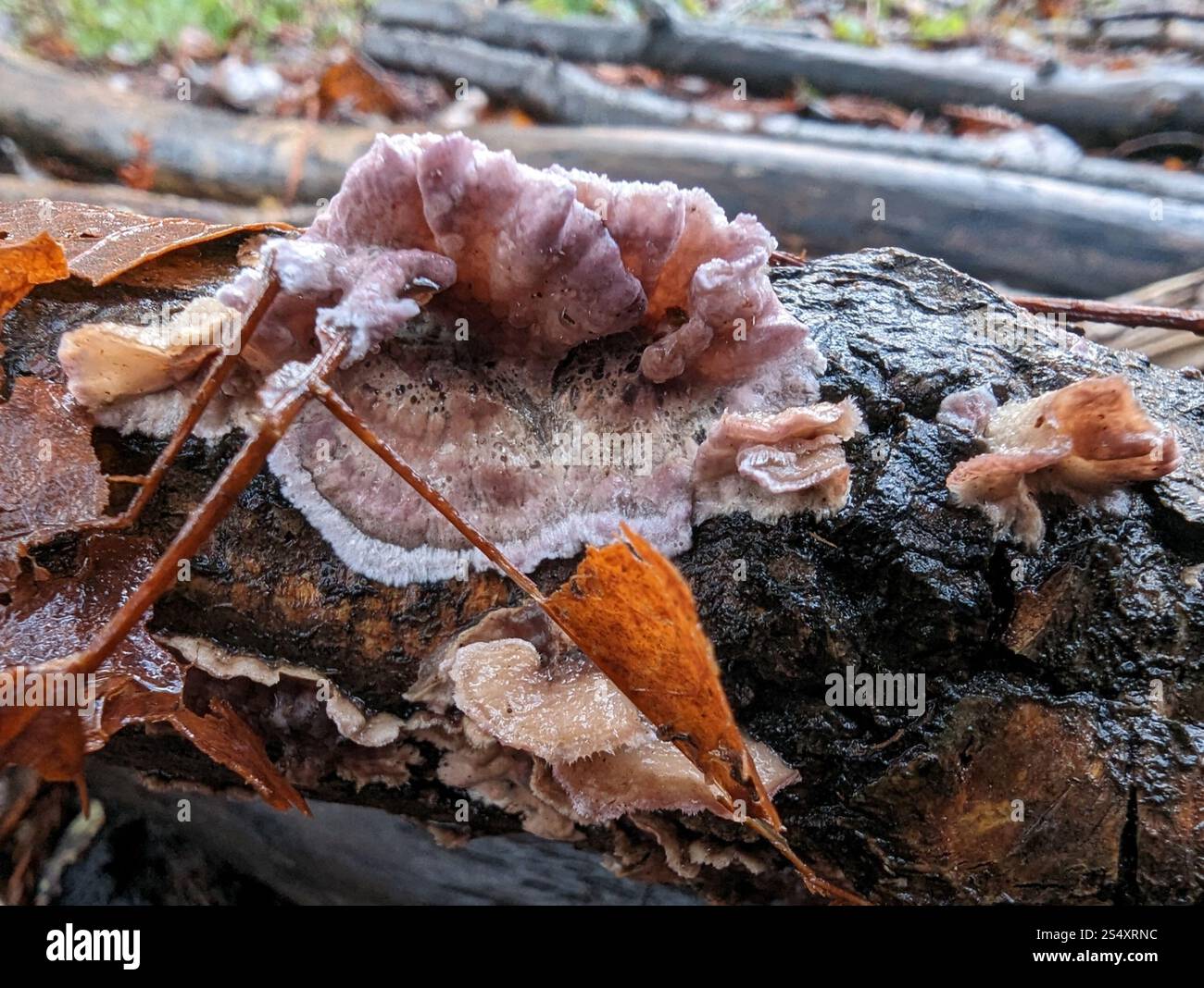 Silverleaf Fungus (Chondrostereum purpureum Stock Photo - Alamy