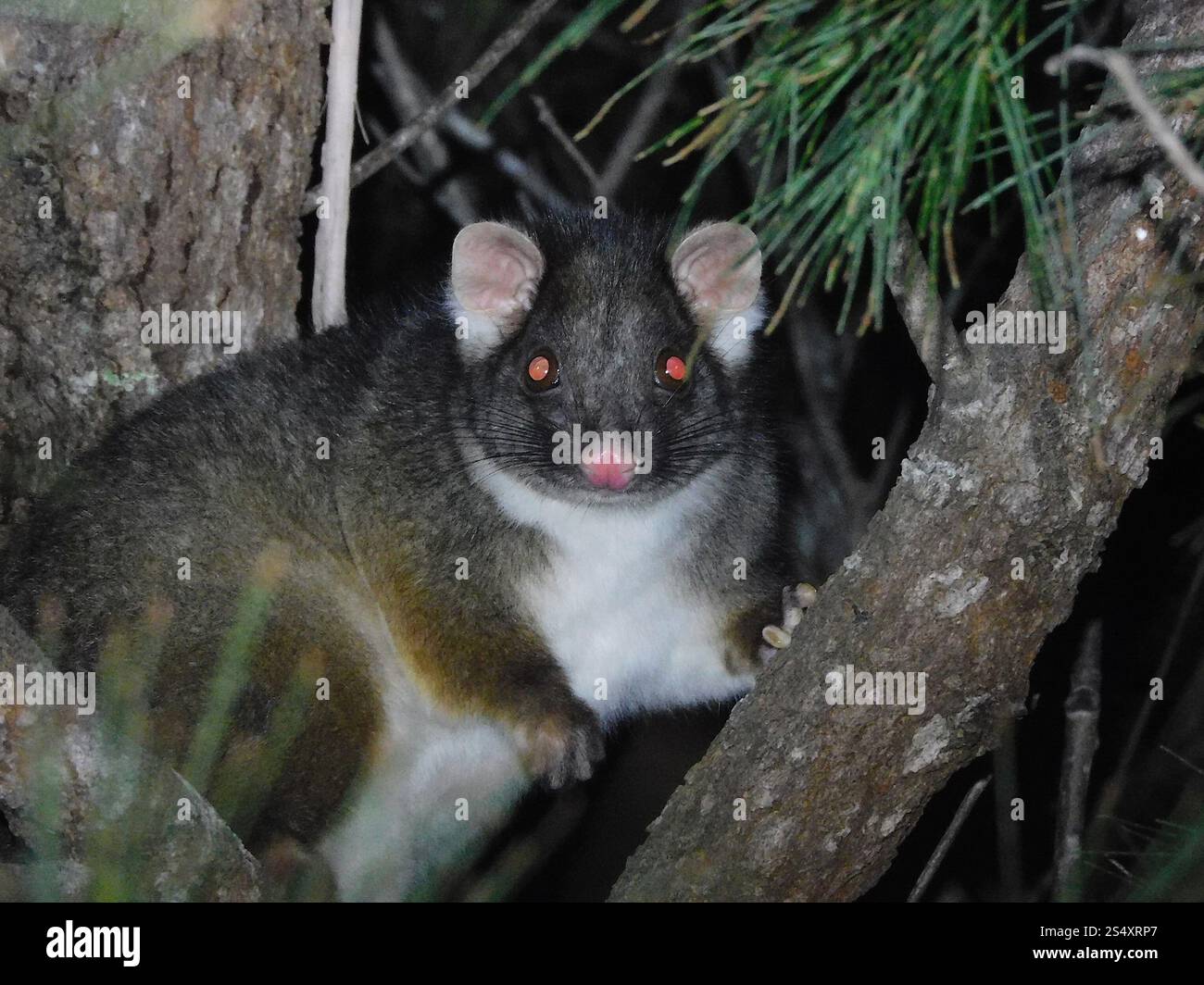 Common Ring-tailed Possum (Pseudocheirus peregrinus Stock Photo - Alamy