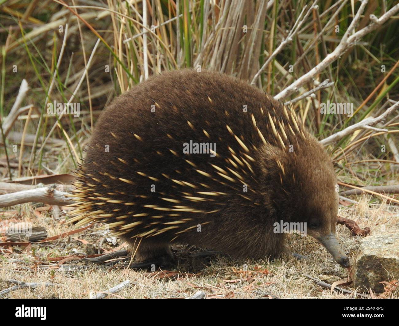 Tasmanian Echidna (Tachyglossus aculeatus setosus Stock Photo - Alamy
