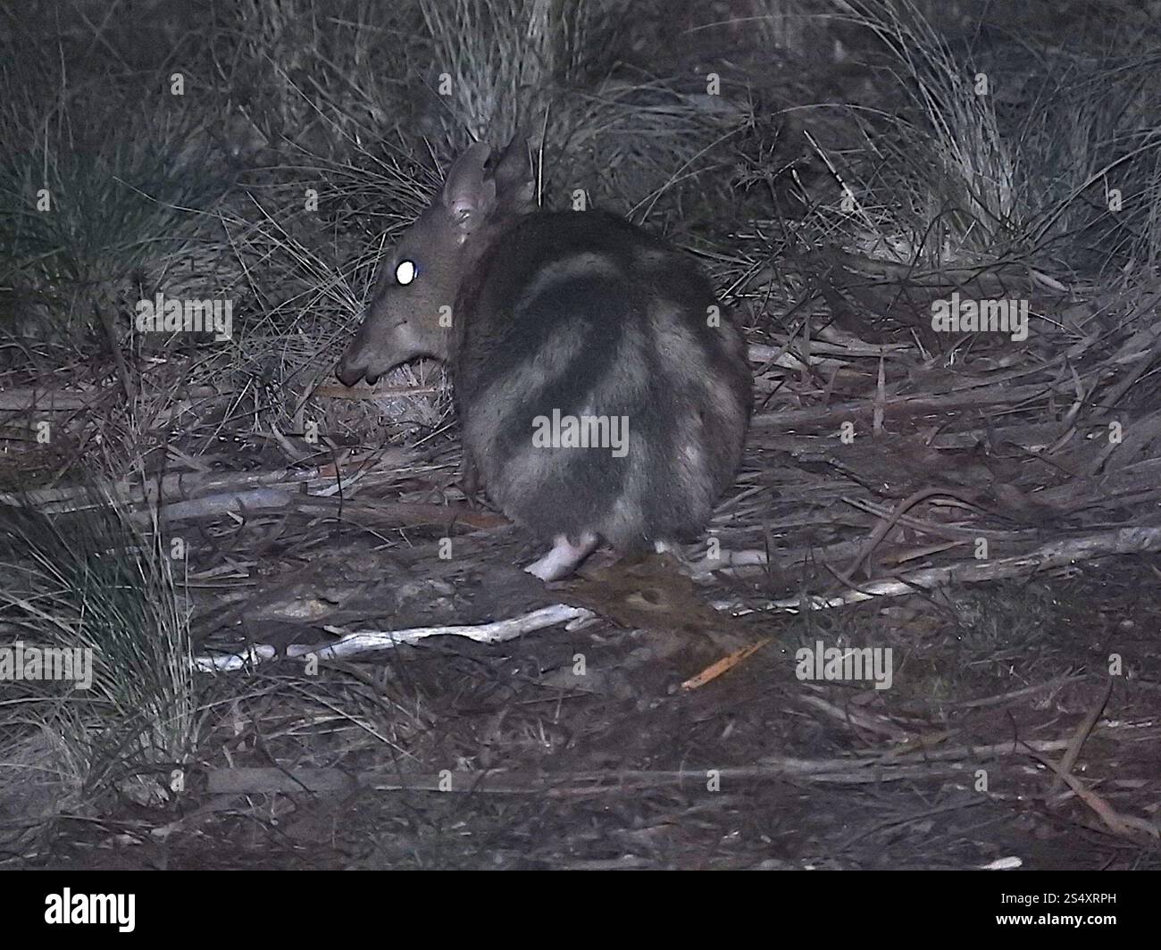 Eastern Barred Bandicoot (Perameles gunnii Stock Photo - Alamy