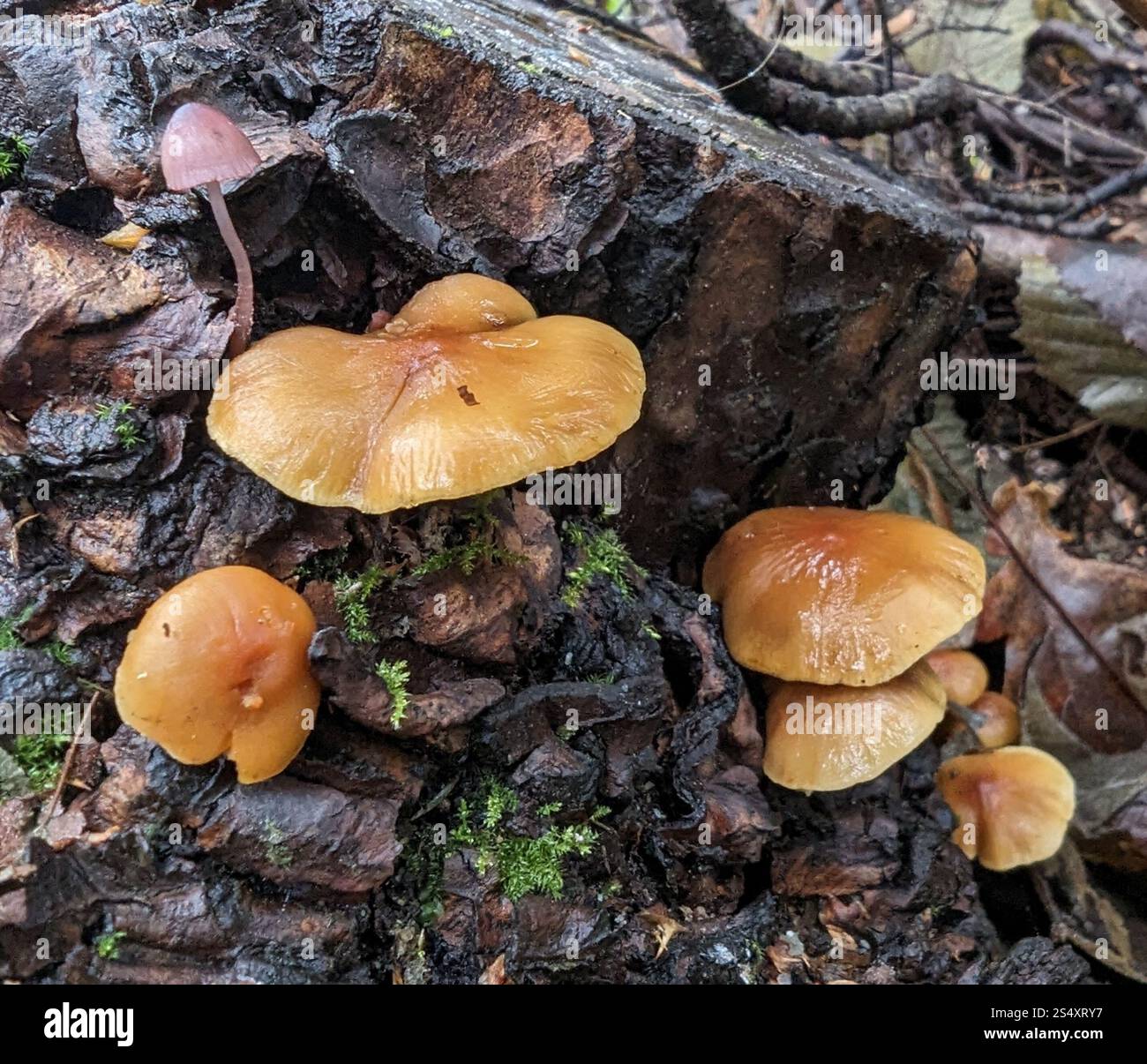 purple-edge bonnet (Mycena purpureofusca Stock Photo - Alamy