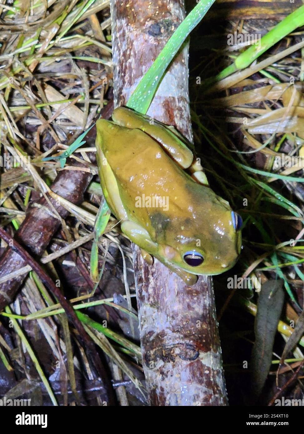 Australian Green Tree Frog (Ranoidea caerulea Stock Photo - Alamy