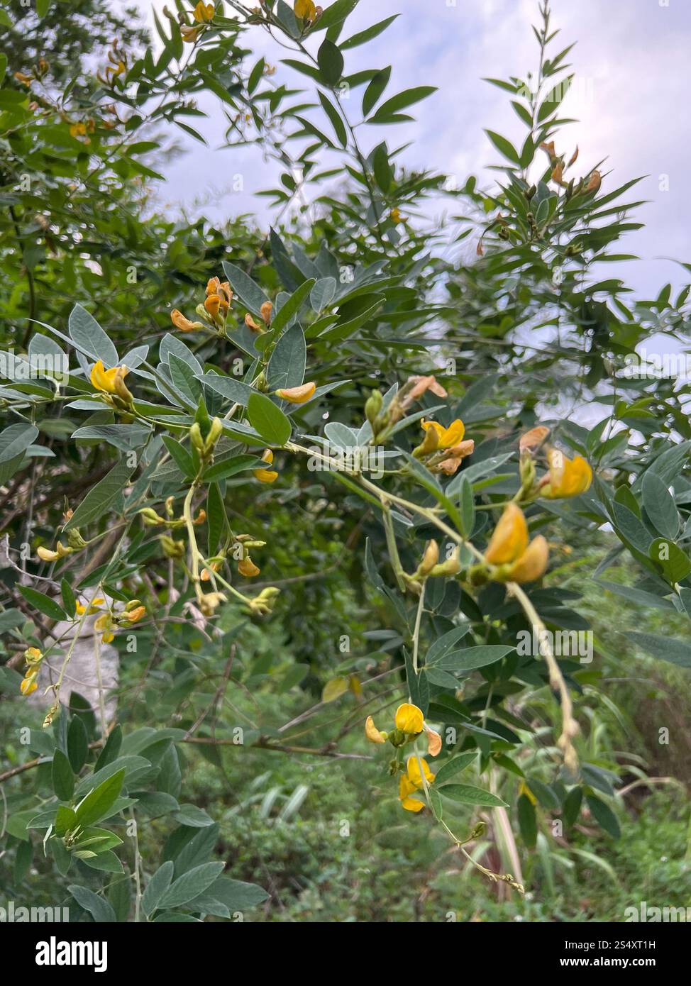 Pigeon Pea (Cajanus cajan Stock Photo - Alamy