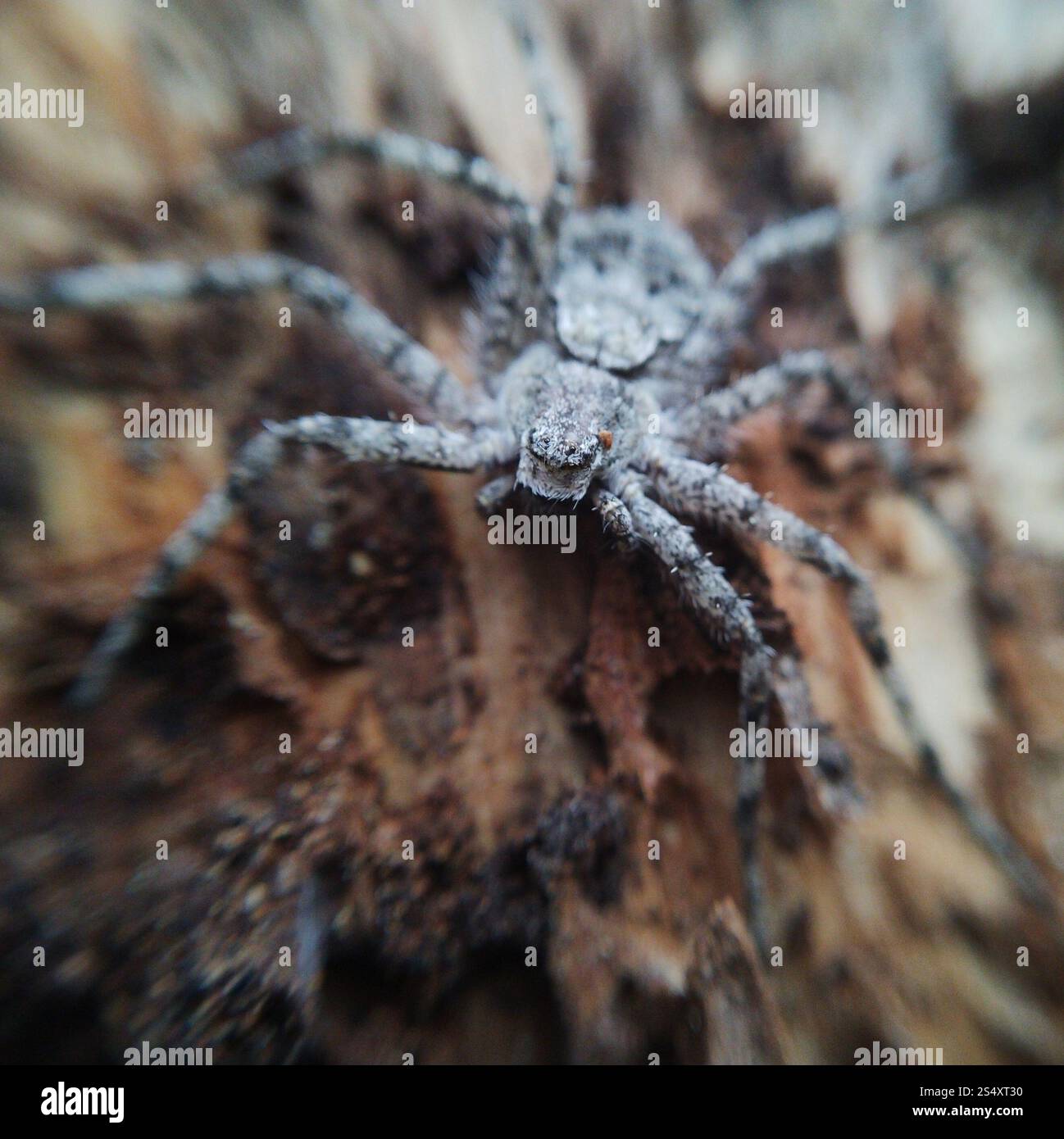 Lichen Running Spider (Philodromus margaritatus Stock Photo - Alamy