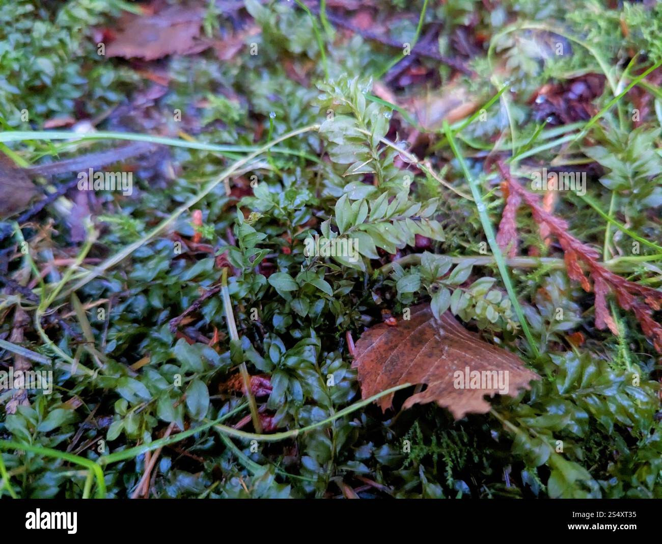 Badge Moss (Plagiomnium insigne Stock Photo - Alamy